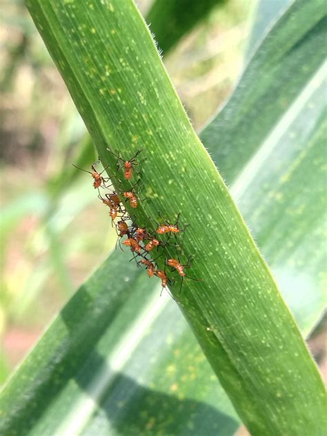 Insect In Maize Rentomology