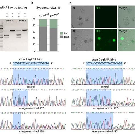Scheme Of Crisprcas9 Genome Editing With Intra Oviduct Injection A