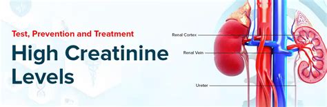 High Creatinine Levels Test Prevention And Treatment High Creatinine Levels Test Prevention And Treatment
