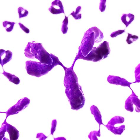 Chlamydia Trachomatis Momp Antibody The Native Antigen Company