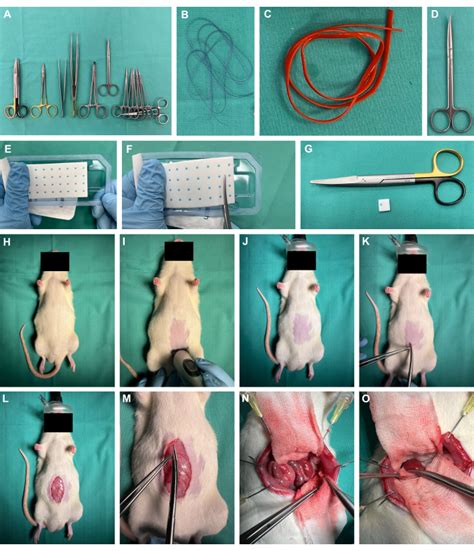 56 Nephrectomy Using Sharp Bipolectomy Via Midline Laparotomy In Rats