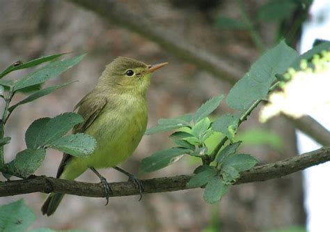 10 найгарніших птахів України Spadok Org Ua