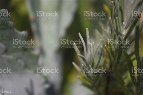 알로에 베라와 로즈마리 향기로운 상록 다년생 식물 배경의 가지 로즈마리에 대한 스톡 사진 및 기타 이미지 로즈마리 허브 가든 0명 Istock