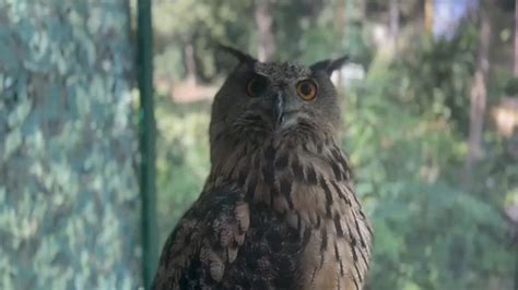 В Сети показали гордого сочинского филина наблюдающего за камерой