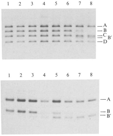 Ecori Restriction Analysis Of Camv Dna Recovered From Turnip Plants