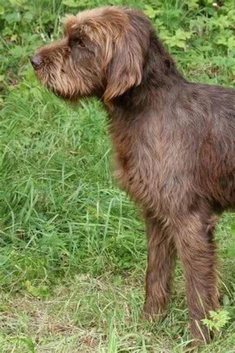 German Shorthaired Pointer Poodle Mix Everything About The Breed Artofit