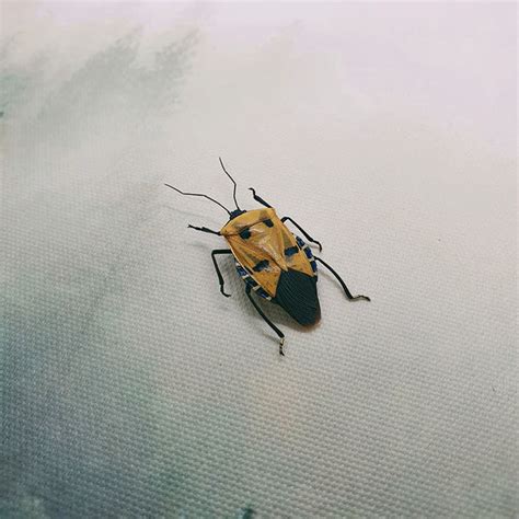 Man Faced Stink Bug Catacanthus Incarnatus Dehydrated Specimen