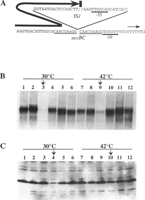 Effects Of The Is1 Transposable Element Insertion Mutation Ts1031 On