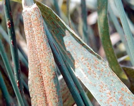 Rust Symptoms On Wheat