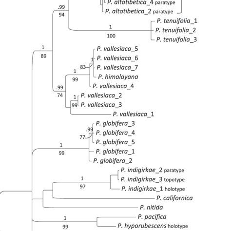 The Bayesian 50 Majority Rule Consensus Tree Based On A Concatenated