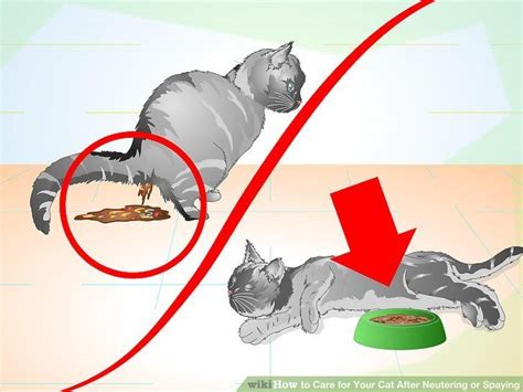 Cat Neutering Male Cat Neutering Before And After Khbbw