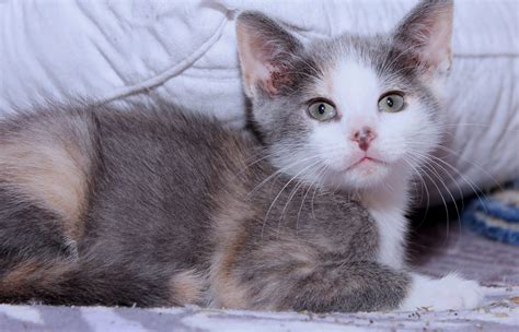 Dilute Calico Gray