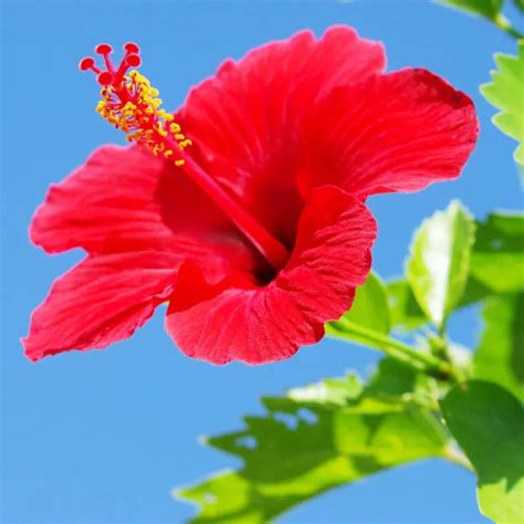 ハイビスカス｜旬のもの｜暦生活 日本の季節を楽しむ暮らし