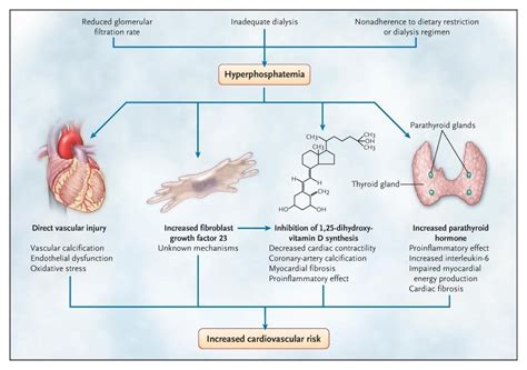 Biochemistry Class Notes Phosphate Introduction Clinical Significance And Measurement