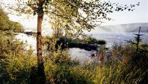 River Birch Propagation Easy Methods For Success