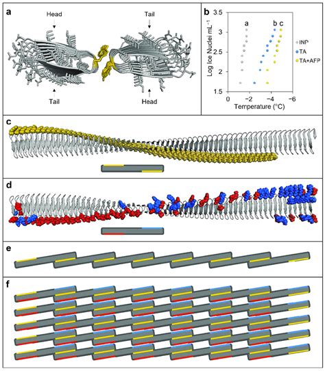Modelling And Other Experimental Evidence Of Ice Nucleating Protein