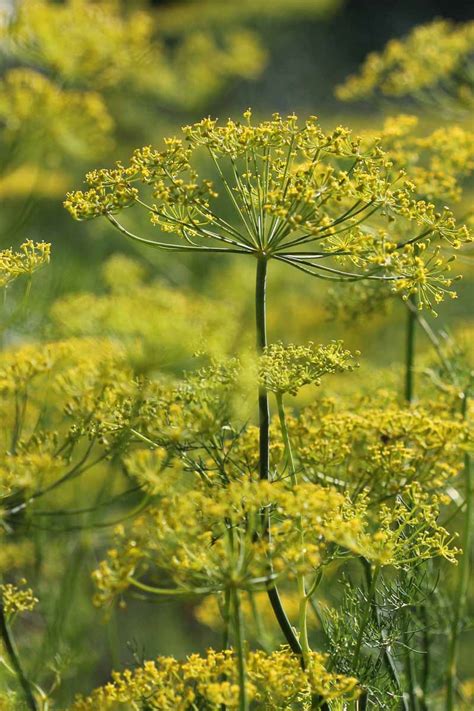 What To Plant With Dill Growing Dill Complete Guide From Seed To