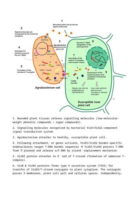 Docx Notes On Agrobacterium Infection Dokumentips