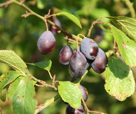 Damson Plum Nz