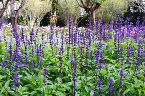 Salvia Farinacea Mealy Sage A Sky Blue Beauty