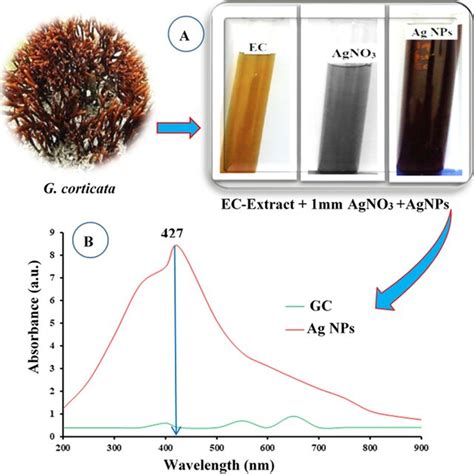 A Bioreduction Of G Corticata Aqueous Extract Into Silver Download Scientific Diagram
