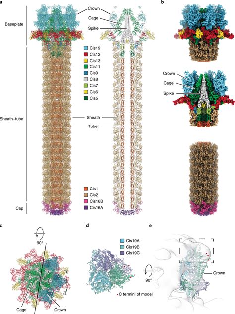 Atomic Model Of CIS Reveals Unique Features A Atomic Model Of Full CIS Download Scientific