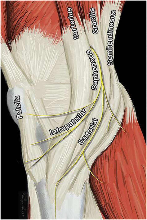 Saphenous Nerve Cadaver