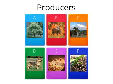 Food Chain Quiz