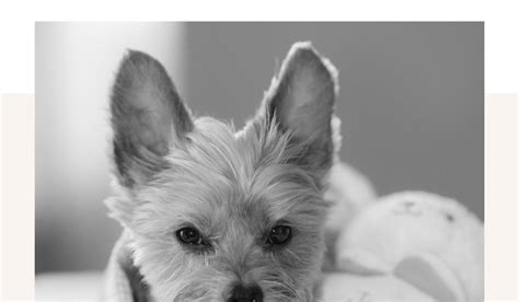 In Loving Memory Riley — The Yellow Spectacles