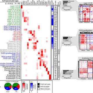 Characterization Of Cell Types In The Developing Cortex Cell Types Download Scientific Diagram