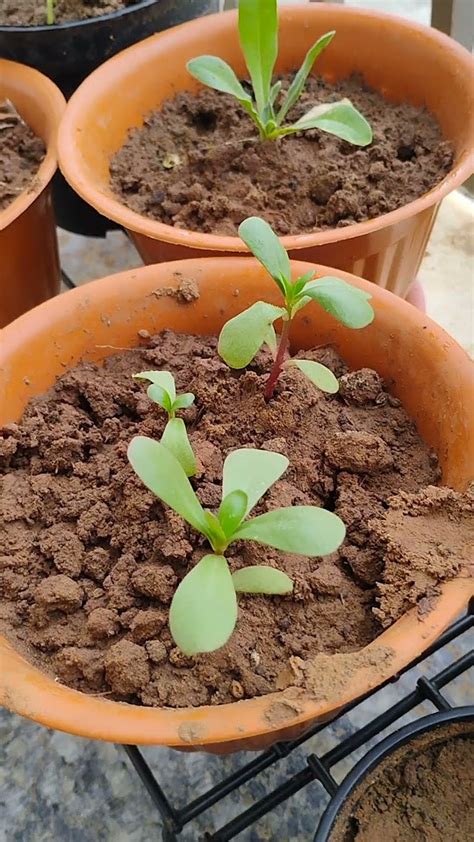 Red Poppy Plant Day21 I Red Poppy Plant Growth Life Cyclei Plants
