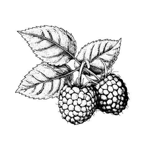 Raspberry Leaf Drawing Images Free Download On Freepik