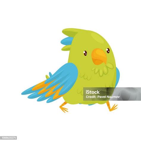 빛나는 눈을 가진 걷는 앵무새 밝은 녹색 및 파랑 깃털을 가진 새 문자입니다 평면 벡터 디자인 귀여운에 대한 스톡 벡터 아트 및 기타 이미지 Istock