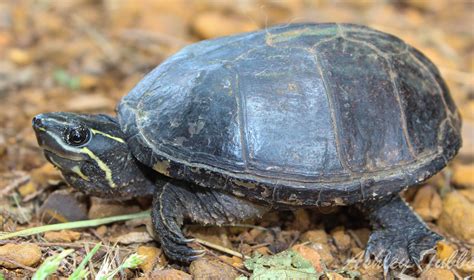 Eastern Musk Turtle Turtle Stinkpot Or Common Musk Turtle
