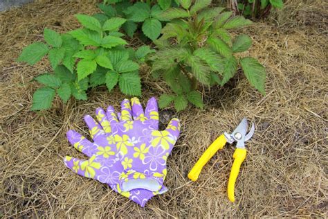 Pruning Raspberries Keep Raspberry Shrubs Healthy And Productive
