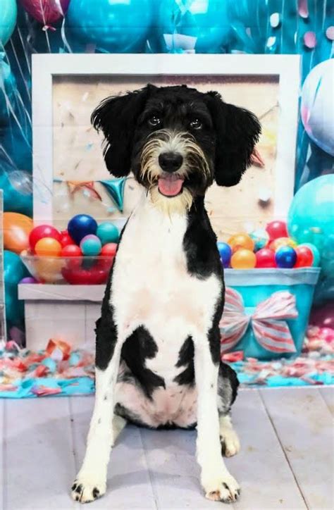 Adopt Lainey Rose Today Find Paw Pal