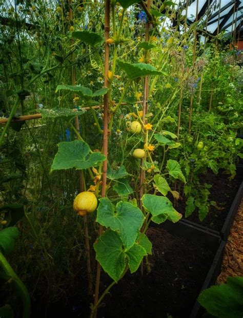 Successfully Growing Lemon Cucumbers Essential Tips And Care