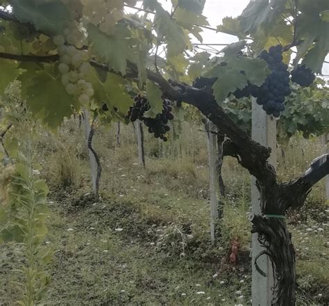 Wine Processing Wine Processing