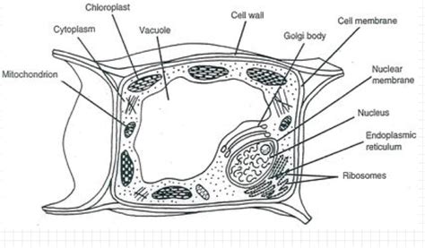 Lesson 4 Eukaryotes Plant Cell Diagram Quizlet