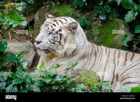 Are White Bengal Tigers Albino