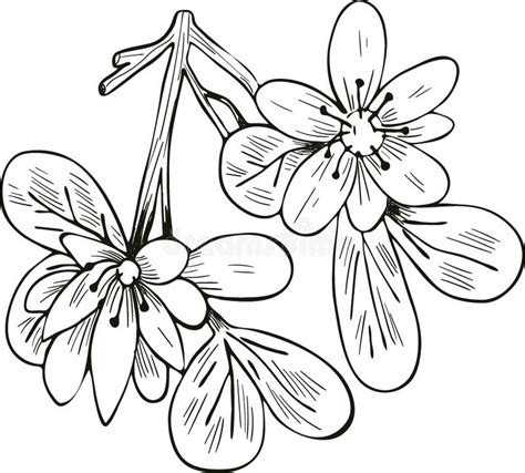 Guaiacum Vector Illustration Isolated On White Lignum Vitae Guayacan