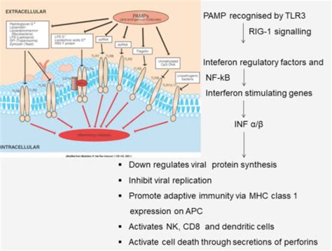 Pathogenesis Of Viral Hepatitis Liver Histopathology Flashcards Quizlet