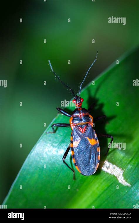 Red And Black Assassin Bug On A Leaf Pietermaritzburg South Arica