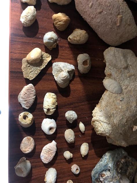 Need ID Please Fossil ID The Fossil Forum