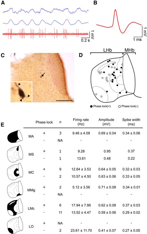 Specific Localization Of The Phase Locking Neurons In The Medial Download Scientific Diagram