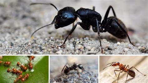 25 Common Types Of Ants Identification With Images