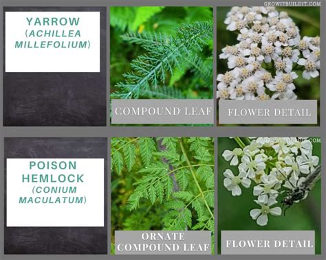 Wild Yarrow Plant
