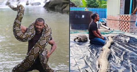 Cik Kiah A Seven Metre Anaconda Sized Reticulated Python Dies New Straits Times