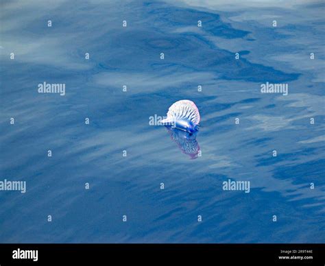 Portuguese Man Owar Blue Bottle Physalia Physalis A Dangerous