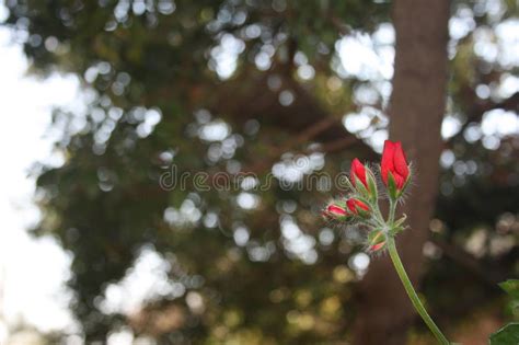 Red Trailing Pelargonium Close Up Stock Image Image Of Geranium Red Trailing Pelargonium Close Up Stock Image Image Of Geranium
